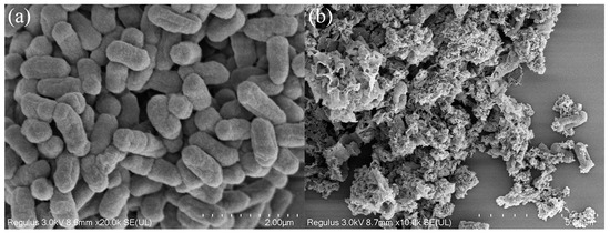 Preparation and Antibacterial Performance Study of CeO2/g-C3N4 ...