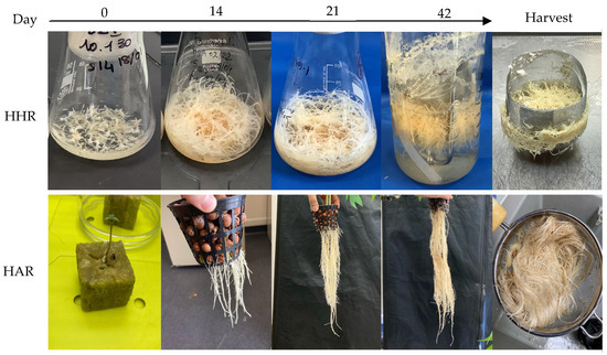 Deciphering the Phytochemical Potential of Hemp Hairy Roots: A ...
