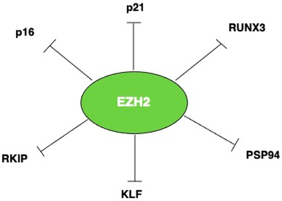 Targeting EZH2 in Cancer: Mechanisms, Pathways, and Therapeutic Potential