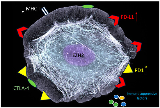 Targeting EZH2 in Cancer: Mechanisms, Pathways, and Therapeutic Potential