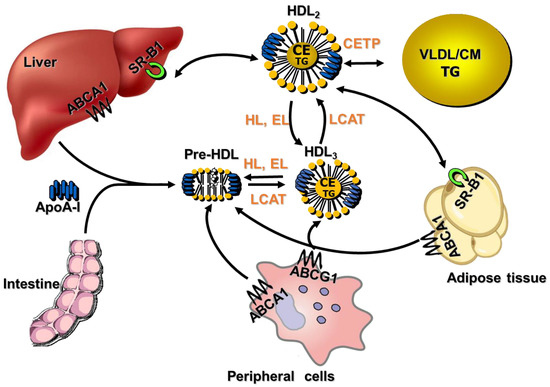 Effect of Diet on HDL in Obesity