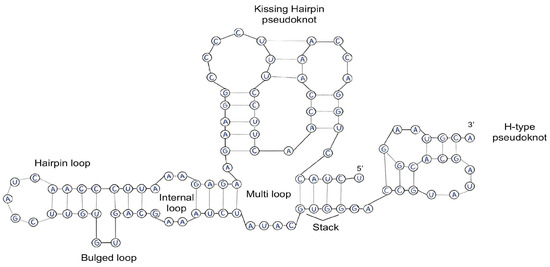 RNA Stability: A Review of the Role of Structural Features and ...