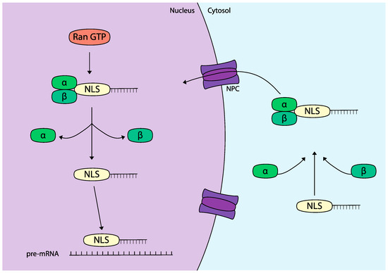 Endosomal Escape and Nuclear Localization: Critical Barriers for ...