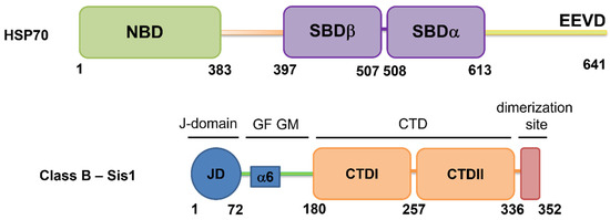 NMR Studies on the Structure of Yeast Sis1 and the Dynamics of Its ...