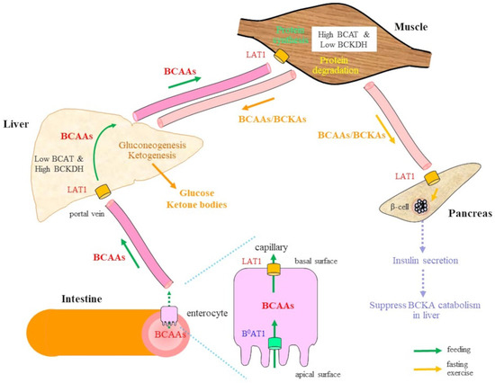 Primary Roles of Branched Chain Amino Acids (BCAAs) and Their ...