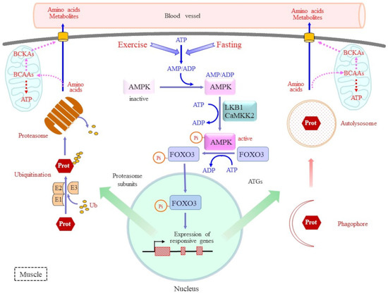 Primary Roles of Branched Chain Amino Acids (BCAAs) and Their ...