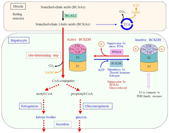 Primary Roles of Branched Chain Amino Acids (BCAAs) and Their ...