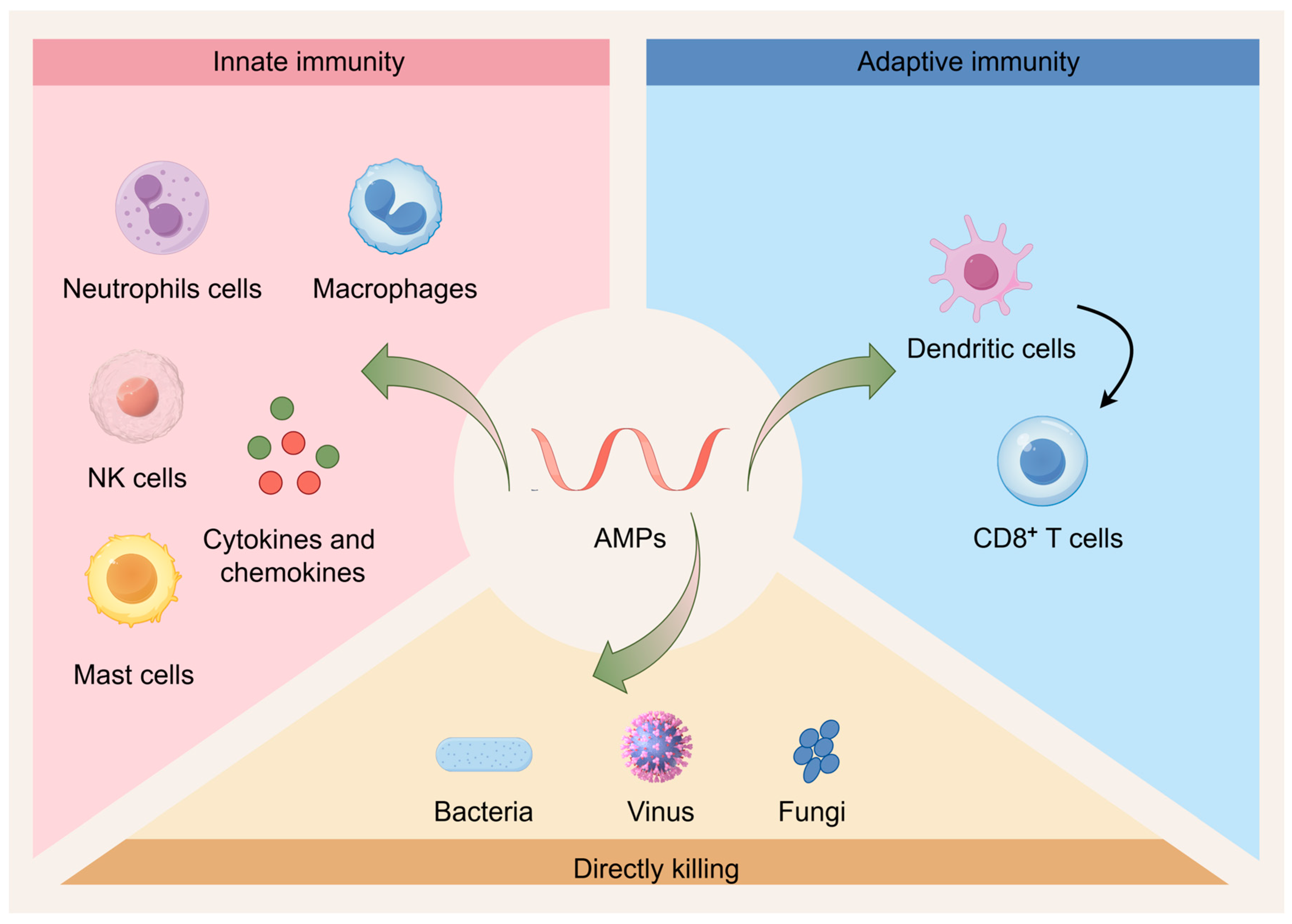 The Role and Mechanisms of Antimicrobial Peptides in Overcoming Multidrug-Resistant Bacteria