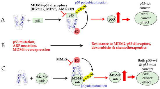 Novel Inhibitors for MDM2-MDM4 E3 Ligase Potently Induce p53-Indepedent Apoptosis in Drug ...