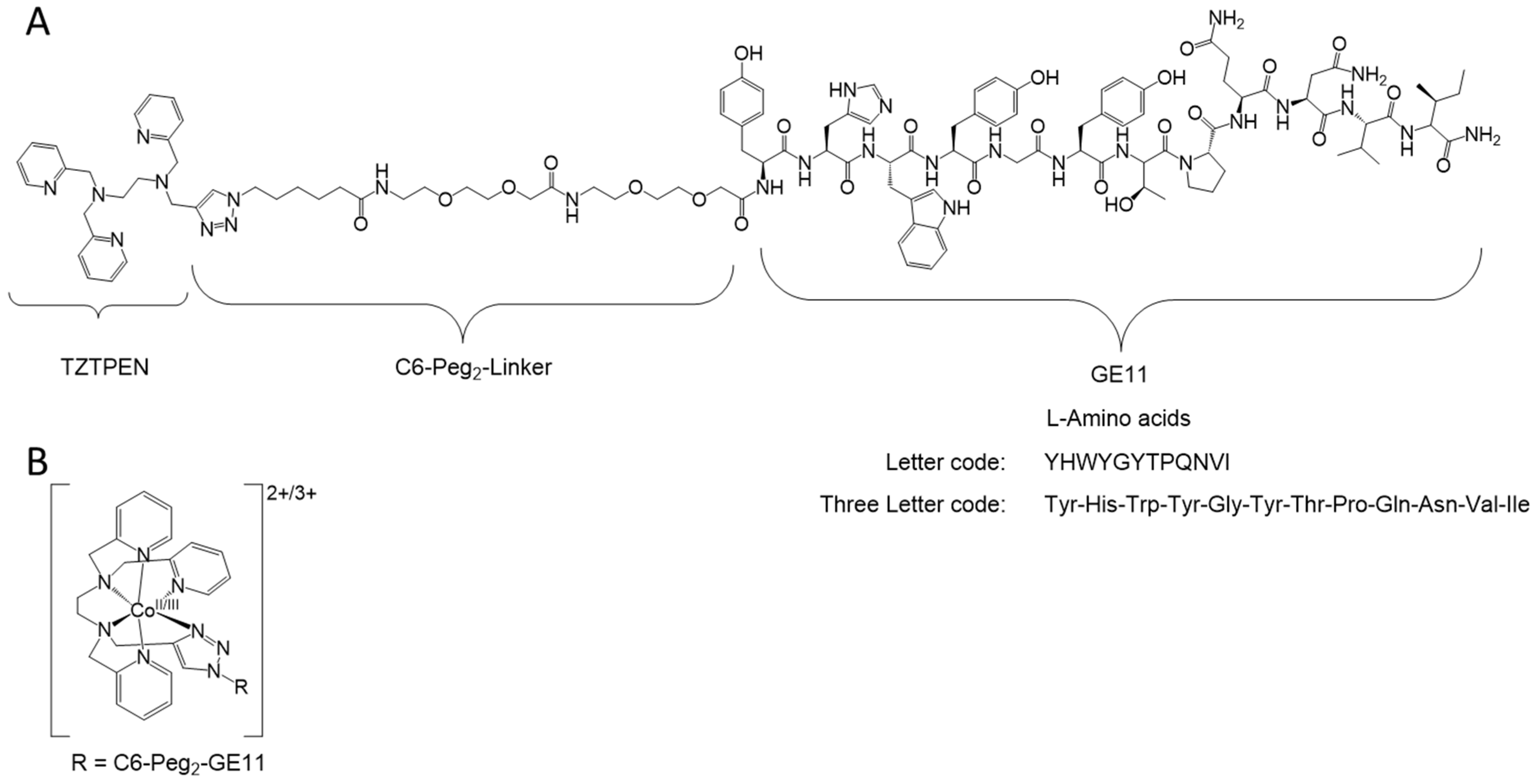 Radiocobalt-Labeling of a Polypyridylamine Chelate Conjugated to GE11 for EGFR-Targeted Theranostics