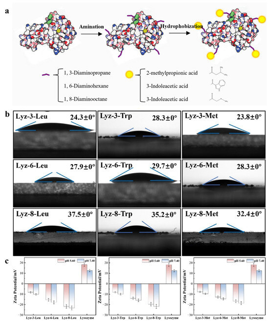 Enhanced Antibacterial Activity of Hydrophobic Modified Lysozyme ...