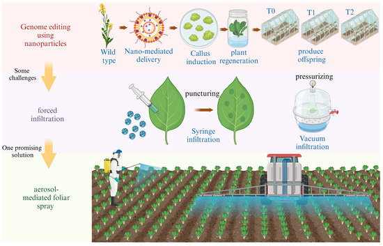 Form and Function: The Factors That Influence the Efficacy of ...
