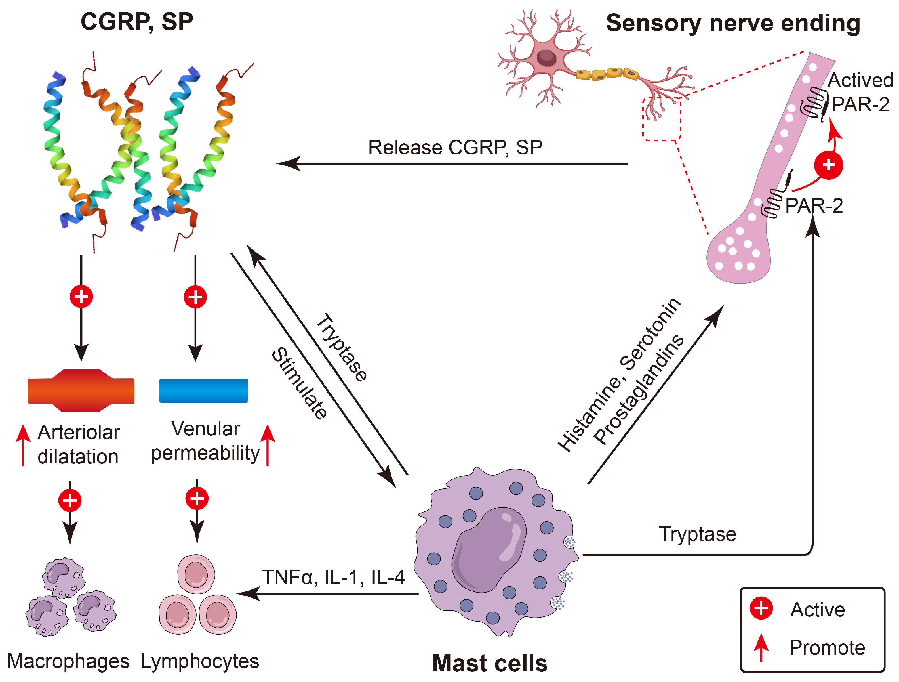 Antimicrobial Neuropeptides and Their Receptors: Immunoregulator and Therapeutic Targets for ...