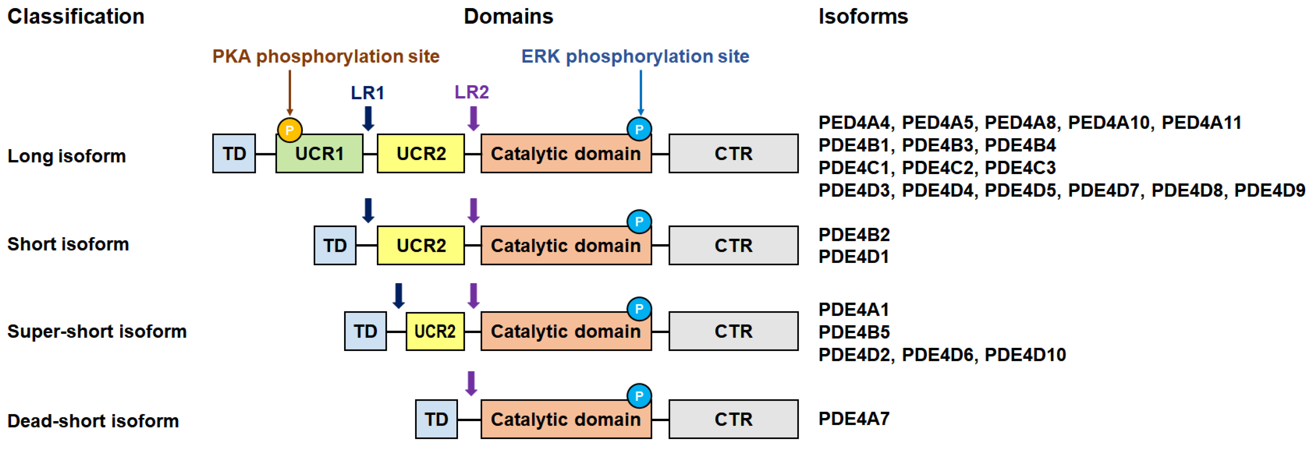 Molecular Properties of Phosphodiesterase 4 and Its Inhibition by ...