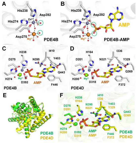 Molecular Properties of Phosphodiesterase 4 and Its Inhibition by ...