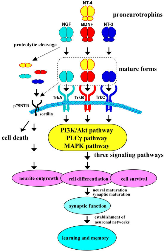 The Role of Brain-Derived Neurotrophic Factor as an Essential Mediator ...