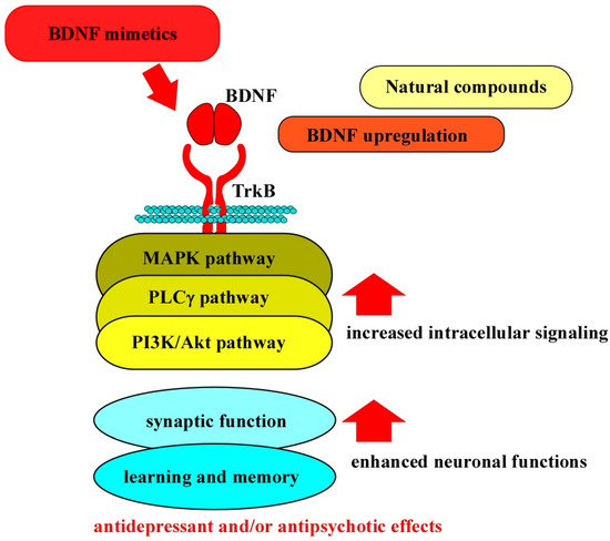 The Role of Brain-Derived Neurotrophic Factor as an Essential Mediator ...