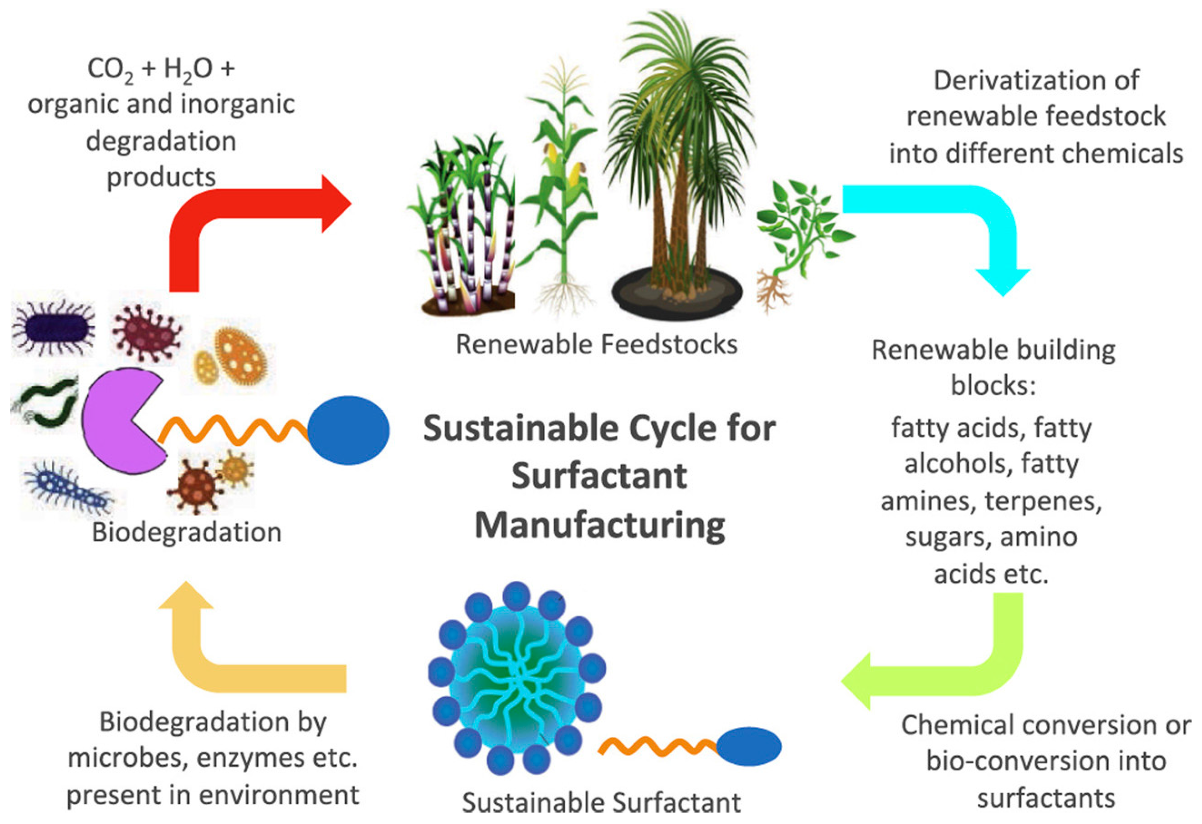Bio-Based Surfactants and Biosurfactants: An Overview and Main ...