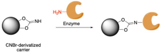 A Comprehensive Guide to Enzyme Immobilization: All You Need to Know