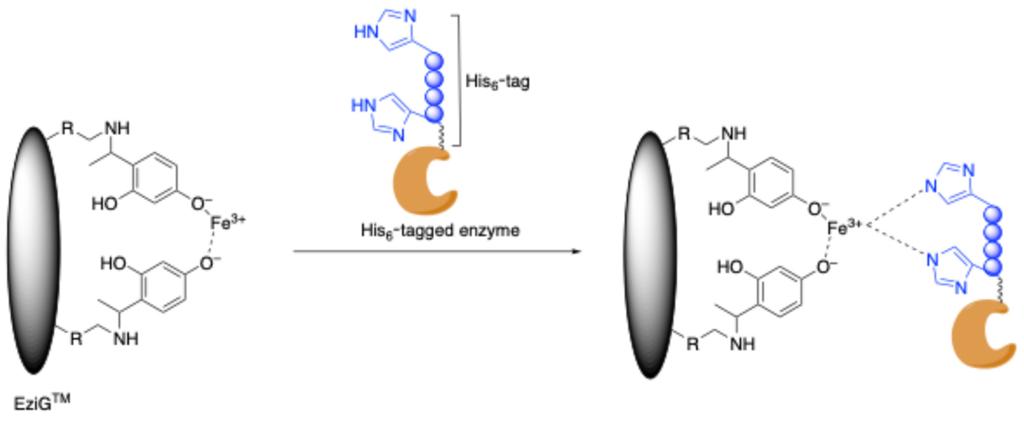 A Comprehensive Guide to Enzyme Immobilization: All You Need to Know