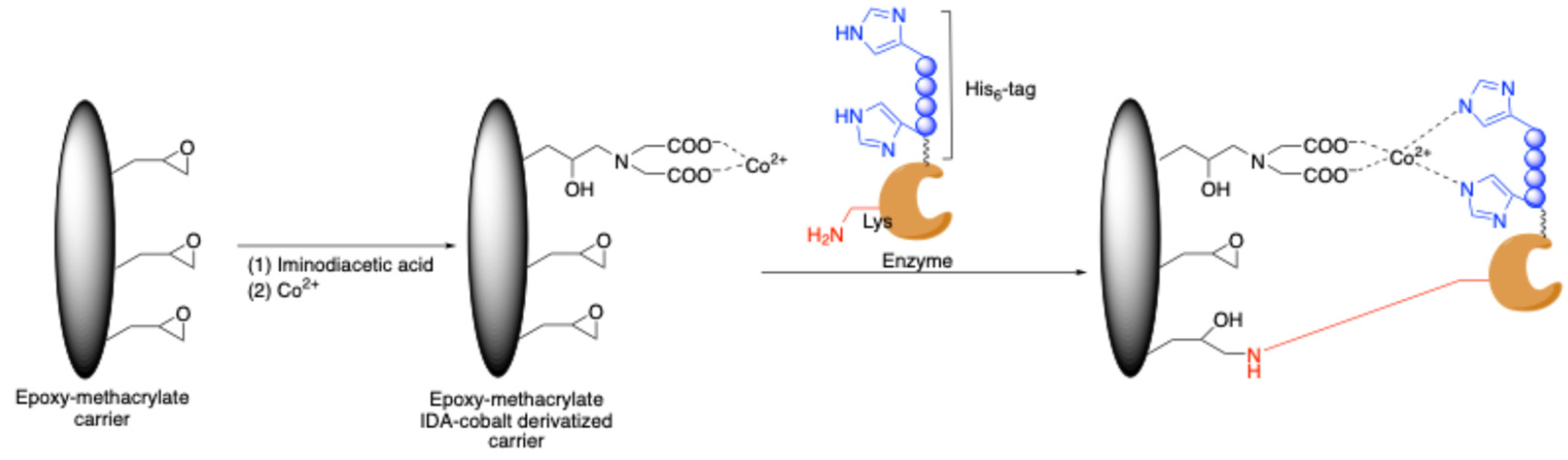 A Comprehensive Guide to Enzyme Immobilization: All You Need to Know