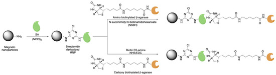 A Comprehensive Guide to Enzyme Immobilization: All You Need to Know