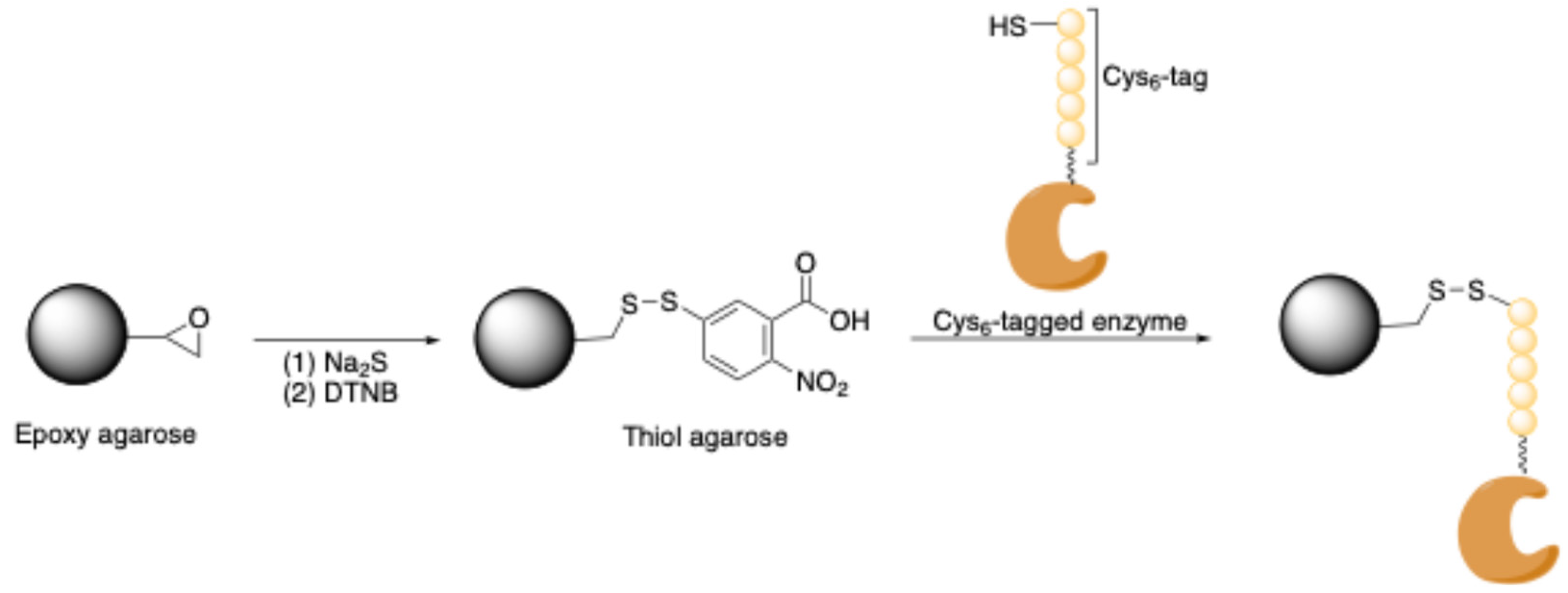 A Comprehensive Guide to Enzyme Immobilization: All You Need to Know