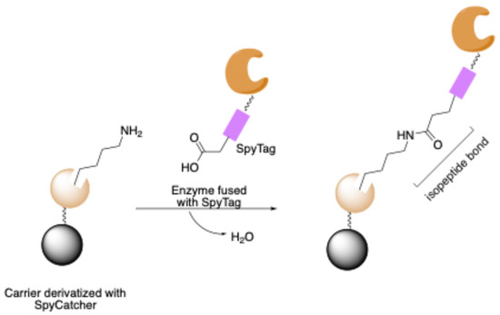 A Comprehensive Guide to Enzyme Immobilization: All You Need to Know