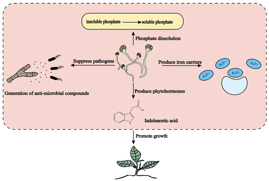 Endophytic Fungal Diversity and Its Interaction Mechanism with ...