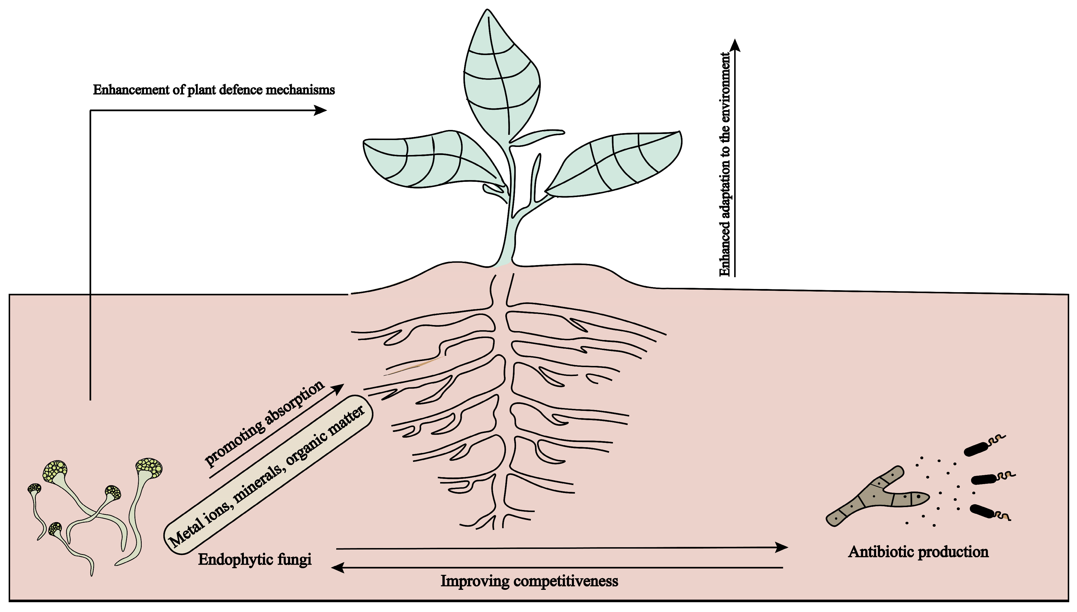 Endophytic Fungal Diversity and Its Interaction Mechanism with Medicinal Plants