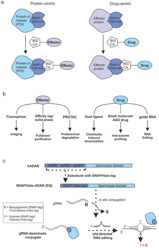A Simplified Guide RNA Synthesis Protocol for SNAP- and Halo-Tag-Based ...