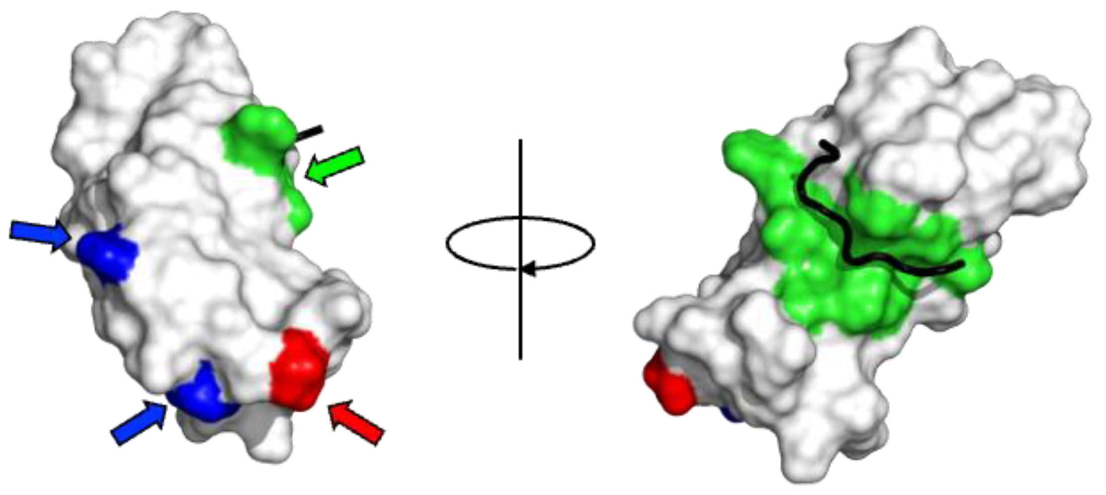 Beyond Static Tethering at Membrane Contact Sites: Structural Dynamics ...