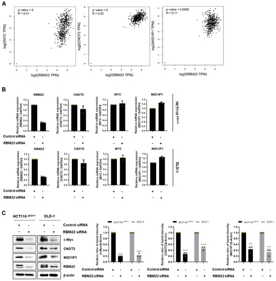 RNA-Binding Motif Protein 22 Induces Apoptosis via c-Myc Pathway in ...