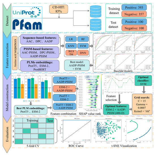 PLM-ATG: Identification of Autophagy Proteins by Integrating Protein Language Model Embeddings ...