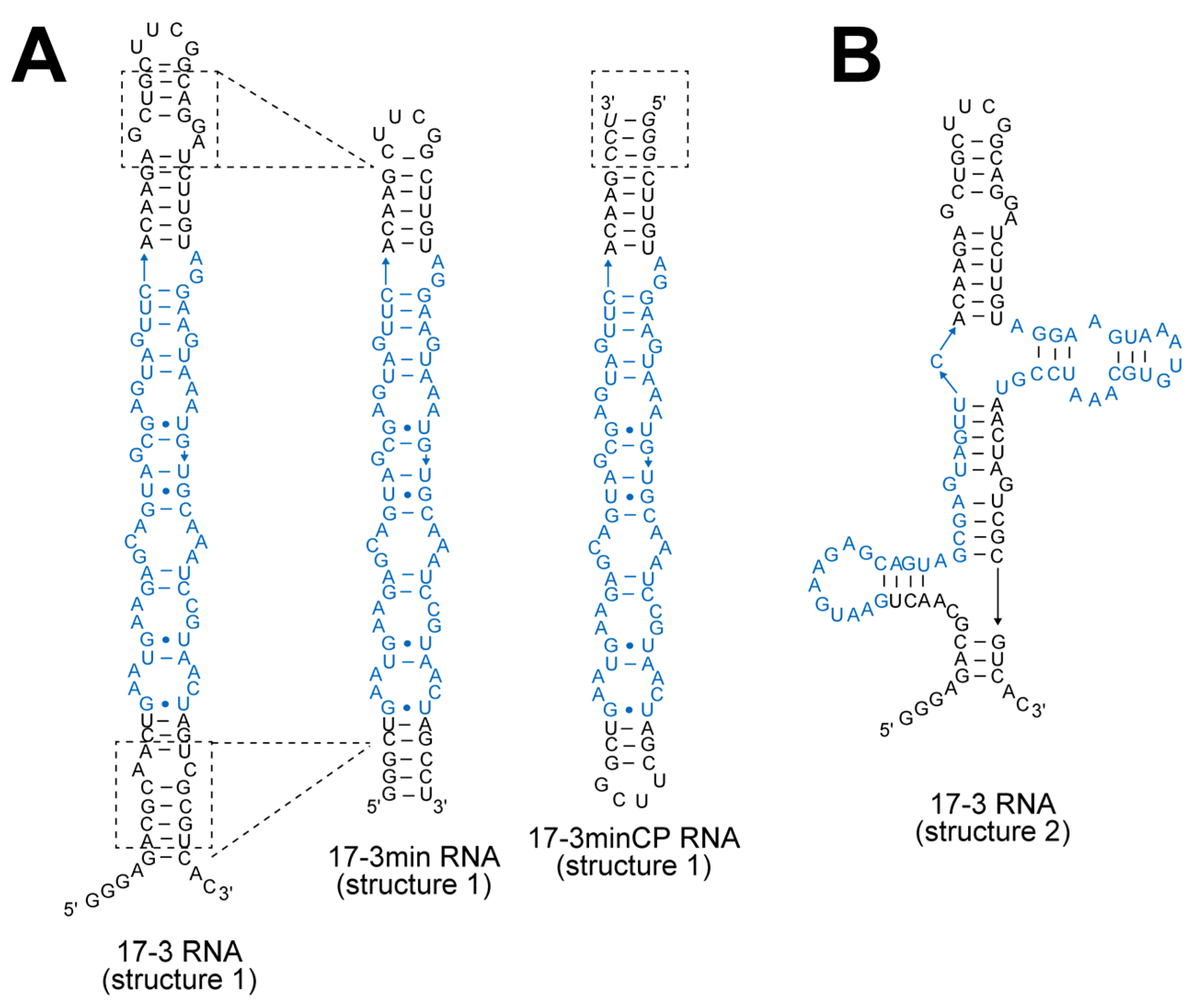 Biochemical Characterization of a Non-G4-Type RNA Aptamer That Lights ...
