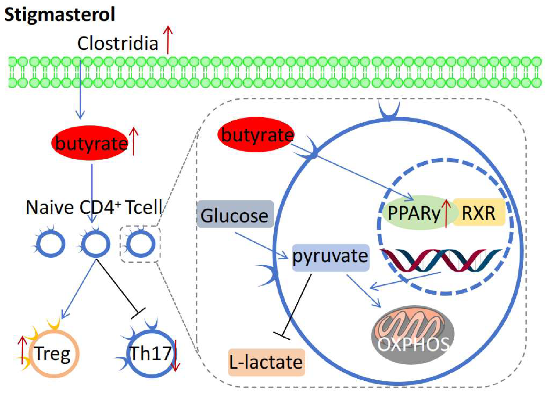 Research Progress on the Therapeutic Mechanisms of Stigmasterol for ...