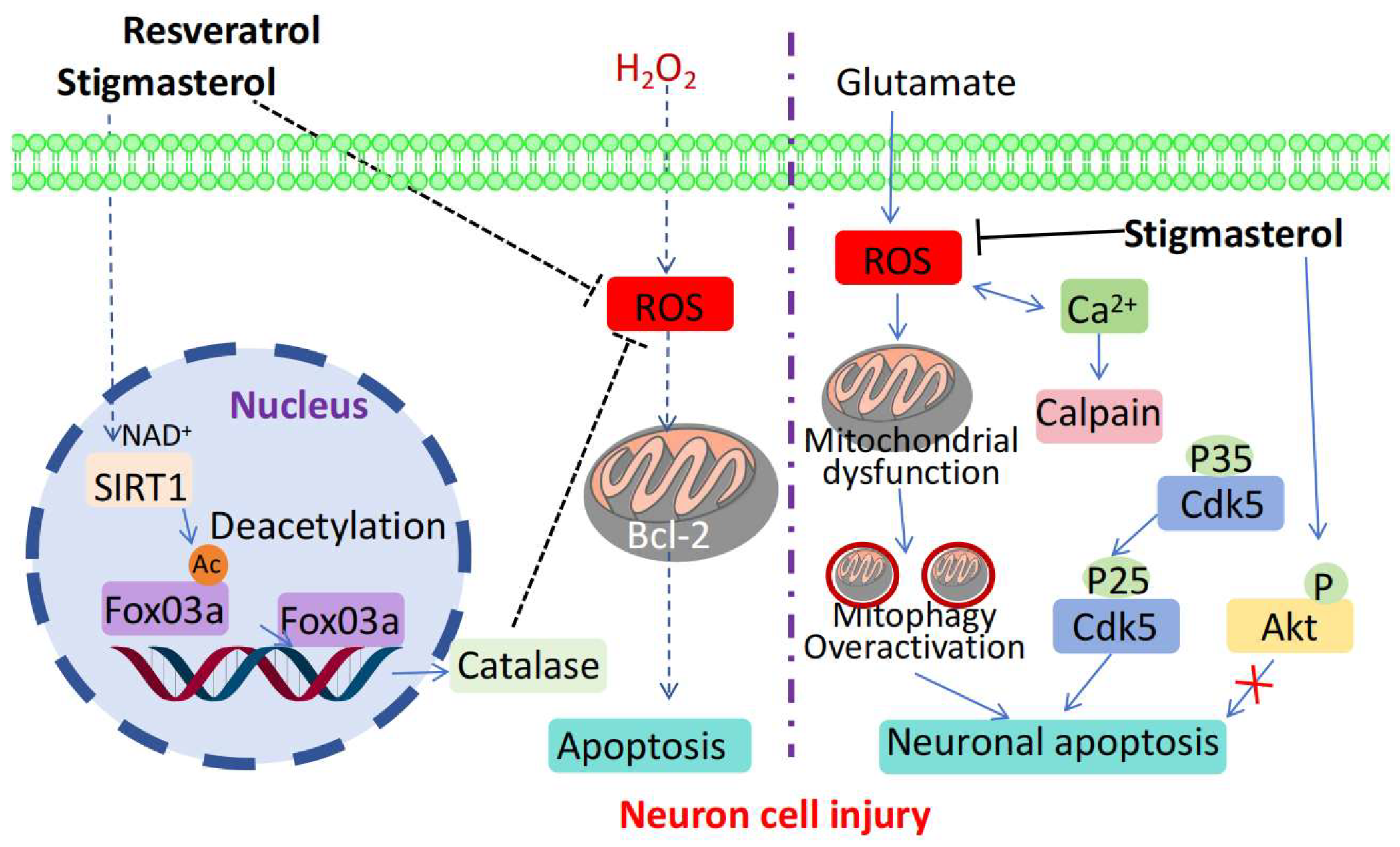 Research Progress on the Therapeutic Mechanisms of Stigmasterol for ...