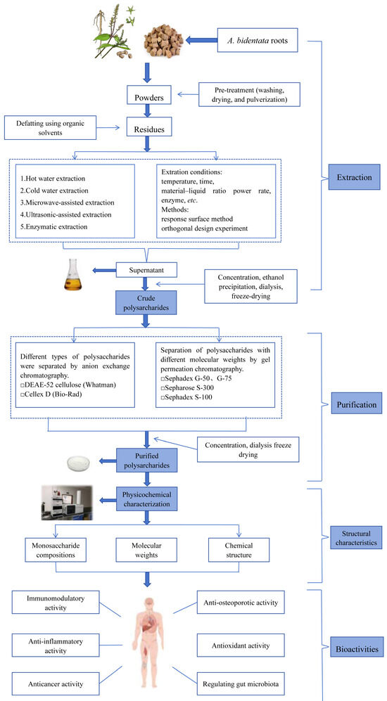 Isolation, Structures, and Bioactivities of Polysaccharides from Achyranthes bidentata: A Review