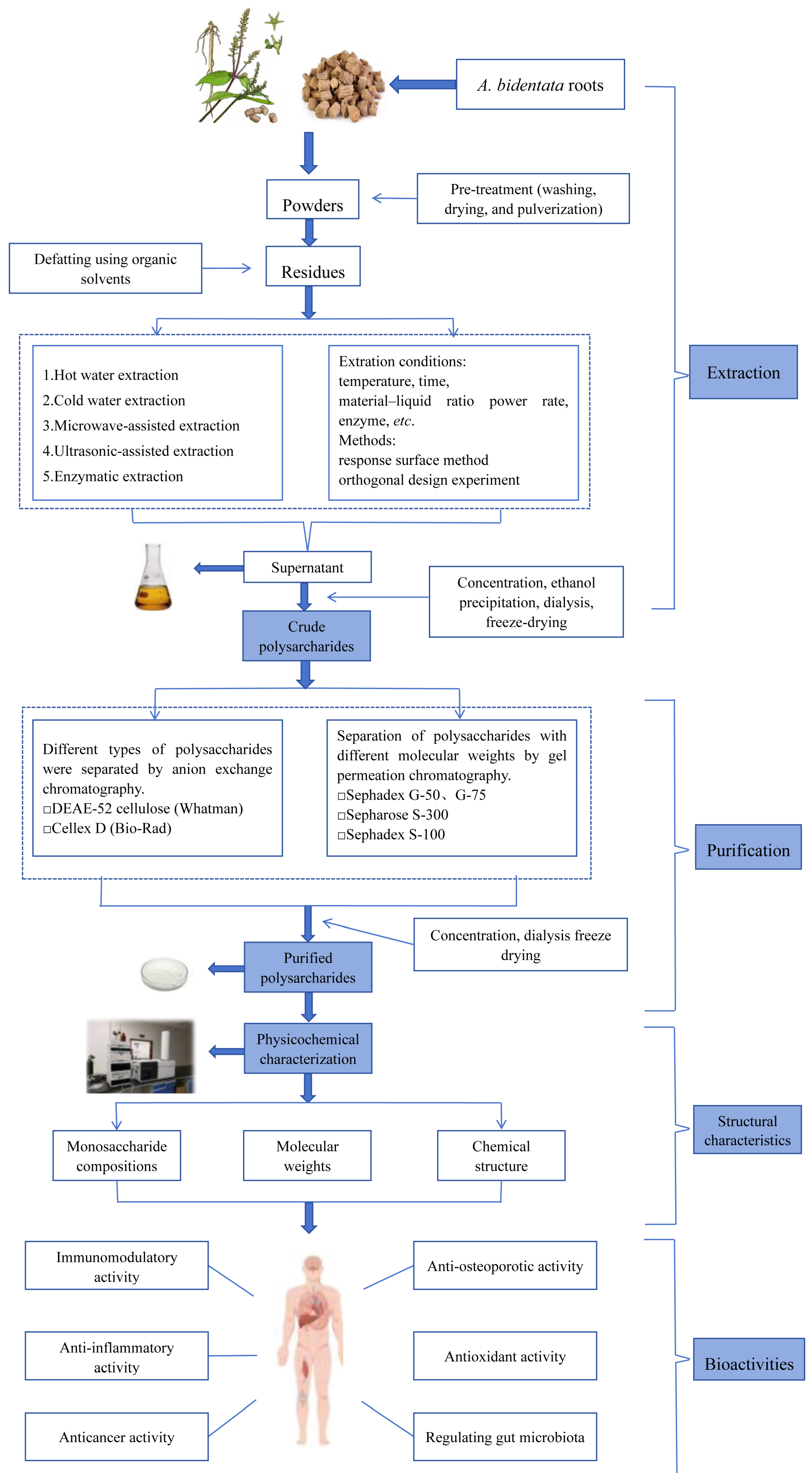 Isolation, Structures, and Bioactivities of Polysaccharides from Achyranthes bidentata: A Review