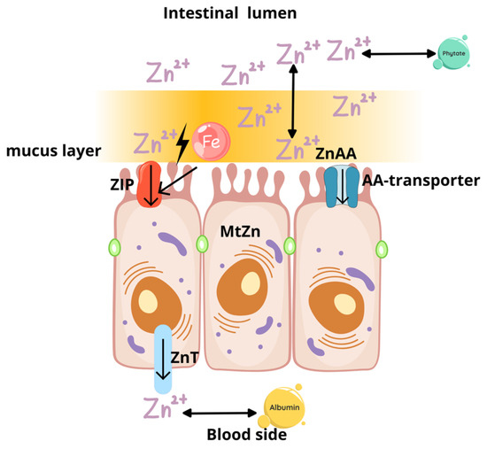 Dietary Zn—Recent Advances in Studies on Its Bioaccessibility and ...