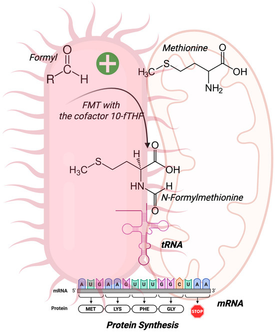 Bioactive Compounds as Modulators of N-Formyl Peptide Signaling in ...