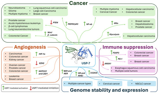 USP7 at the Crossroads of Ubiquitin Signaling, Cell Cycle, and ...