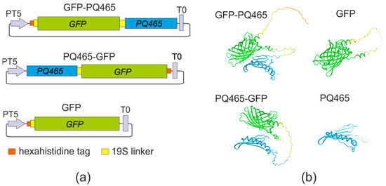 Virus-like Particles Formed by the Coat Protein of the Single-Stranded ...