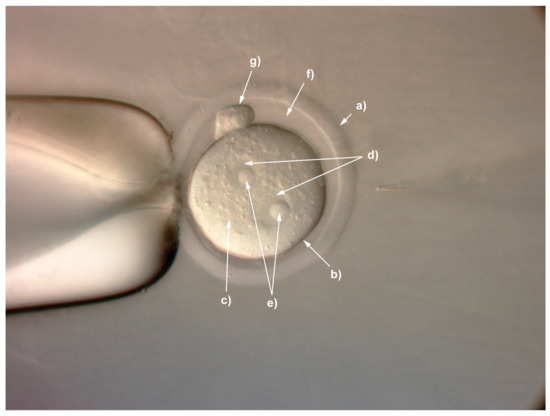 Generating CRISPR/Cas9-Derived Mutant Mice by Zygote Cytoplasmic ...