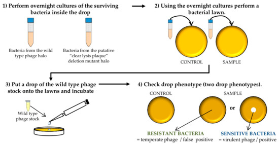 Practical Method for Isolation of Phage Deletion Mutants