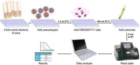 Neutralization Assay Serum Neutralization Assay. Pseudovirus