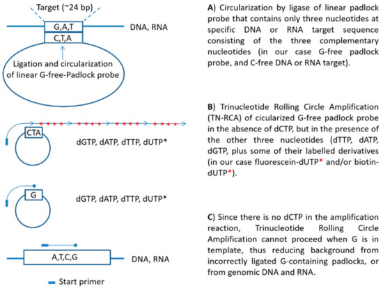 Trinucleotide Rolling Circle Amplification: A Novel Method for the ...