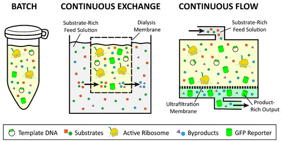 MPs | Free Full-Text | A User’s Guide to Cell-Free Protein Synthesis