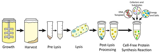 MPs | Free Full-Text | A User’s Guide to Cell-Free Protein Synthesis