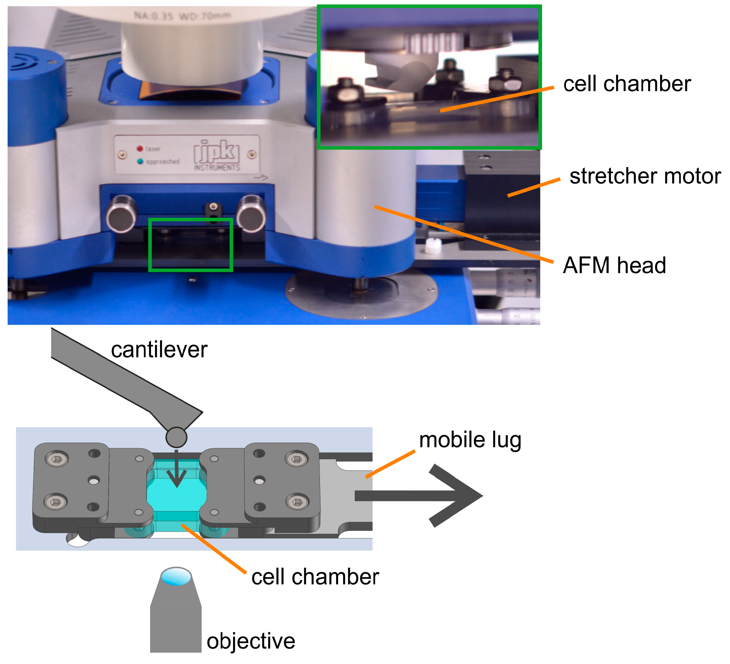 A Combined AFM and Lateral Stretch Device Enables Microindentation ...